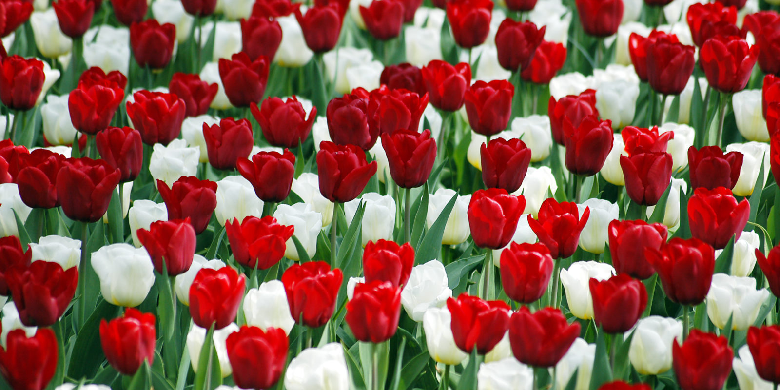 Армонга ўралган атиргуллар – FLEDU.UZ